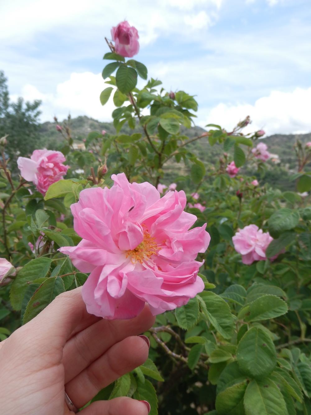 Mediterranean Diet Cultural & Natural Assets in Cyprus - UNESCO Med Diet