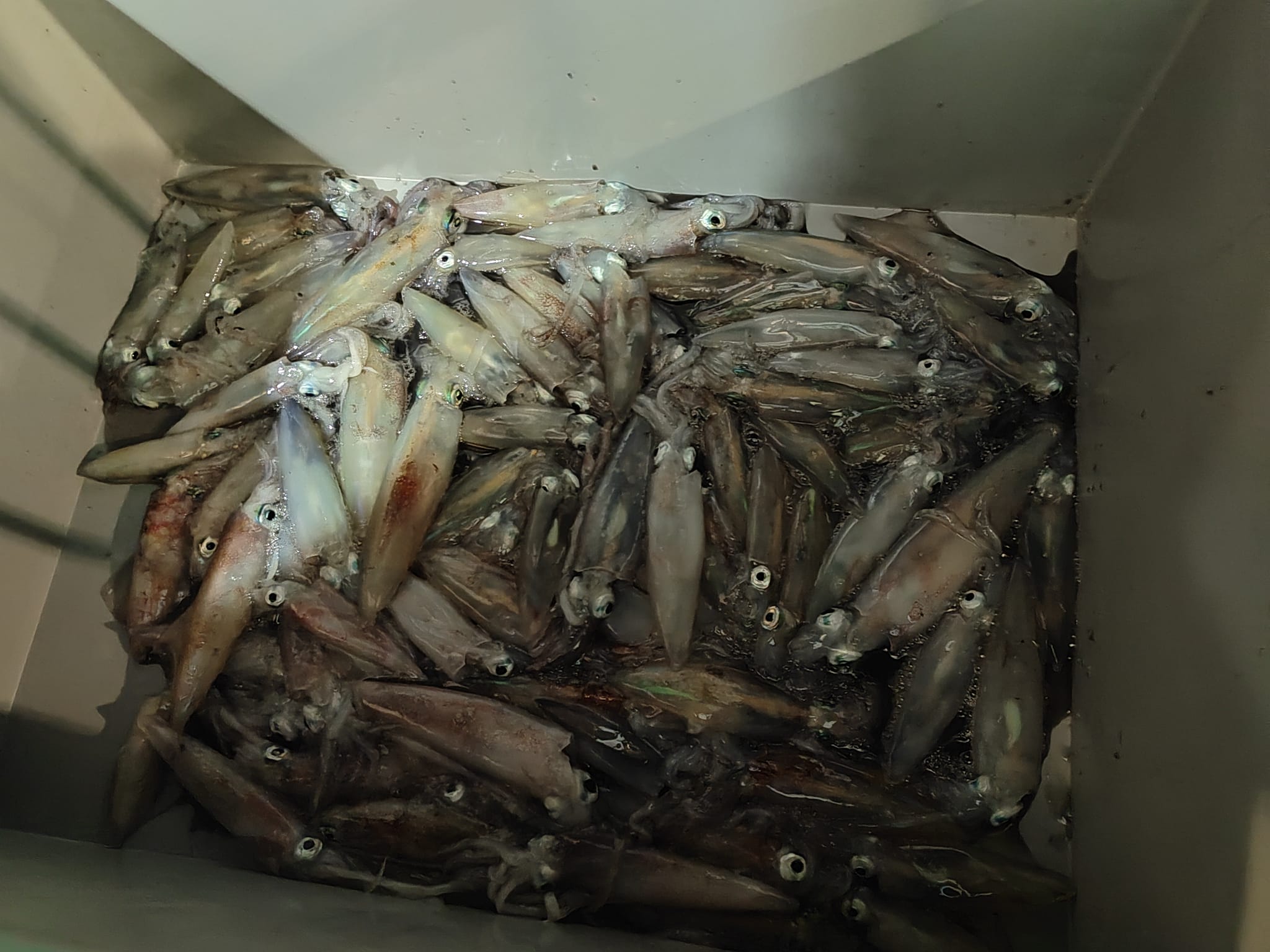 Squid fishing in Bol on island Brač - UNESCO Med Diet